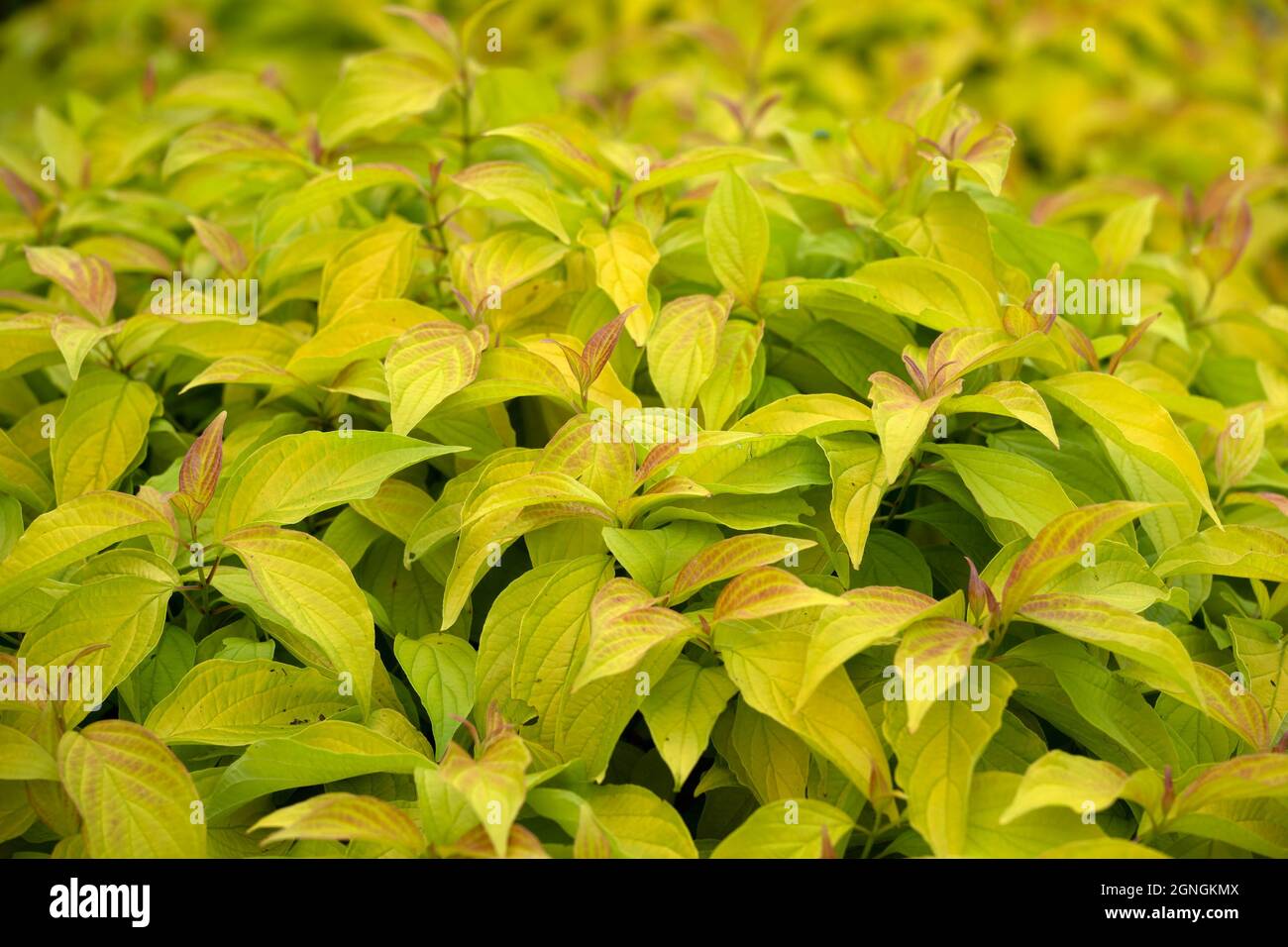 Cornus sericea kelseys gold hi-res stock photography and images - Alamy