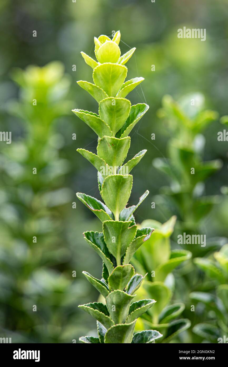 Euonymus green rocket store