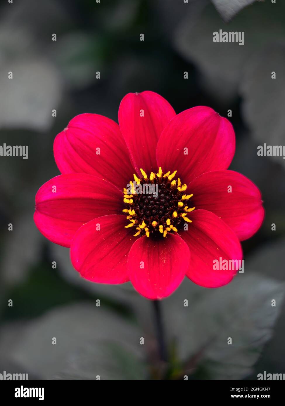 Closeup of flower of Dahlia 'Roxy' in a garden Stock Photo - Alamy