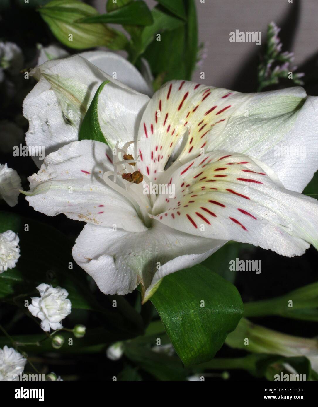 Wedding flowers (astromelia) close-up Stock Photo - Alamy