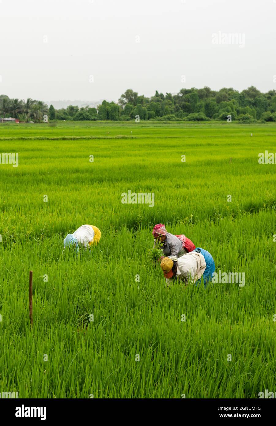 Mapusa Goa India- August 21 2021: Local native farmers cultivating ...
