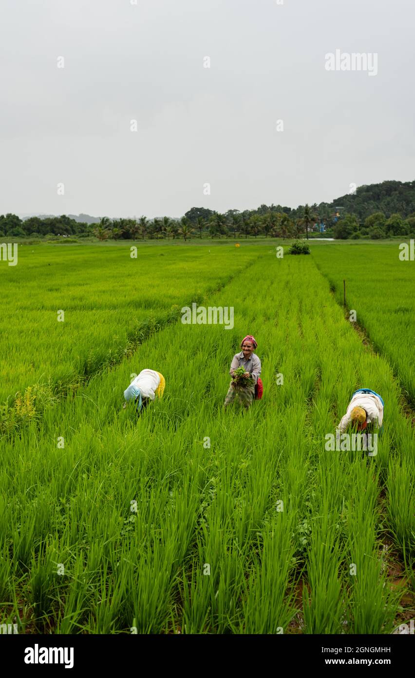 Mapusa Goa India- August 21 2021: Local native farmers cultivating ...