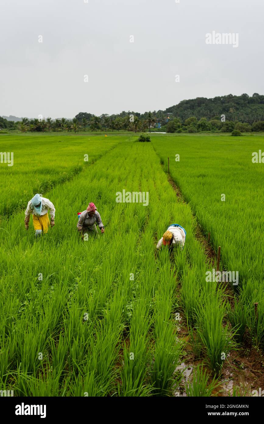 Mapusa Goa India- August 21 2021: Local native farmers cultivating ...