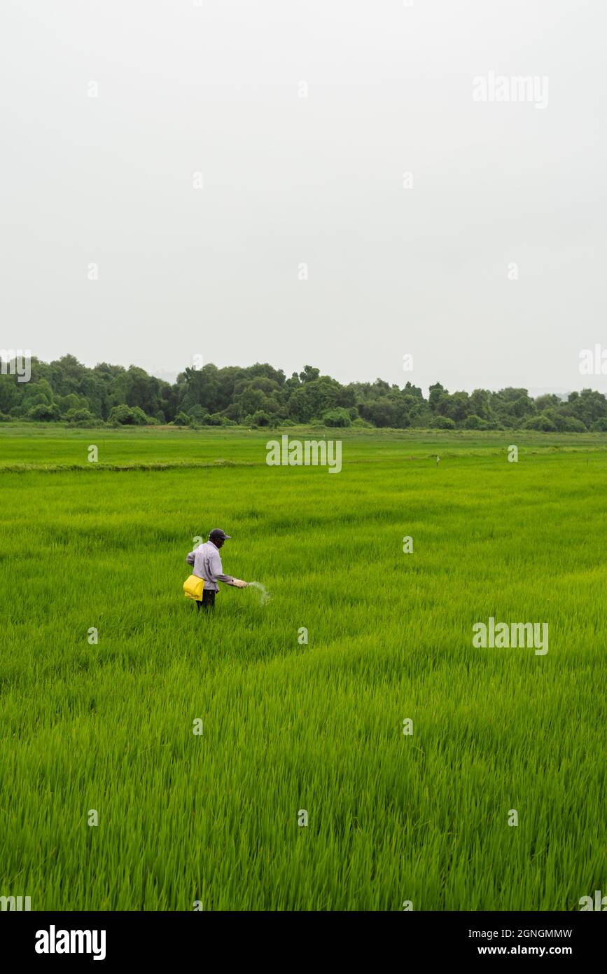Mapusa Goa India- August 21 2021: Local native farmers cultivating ...