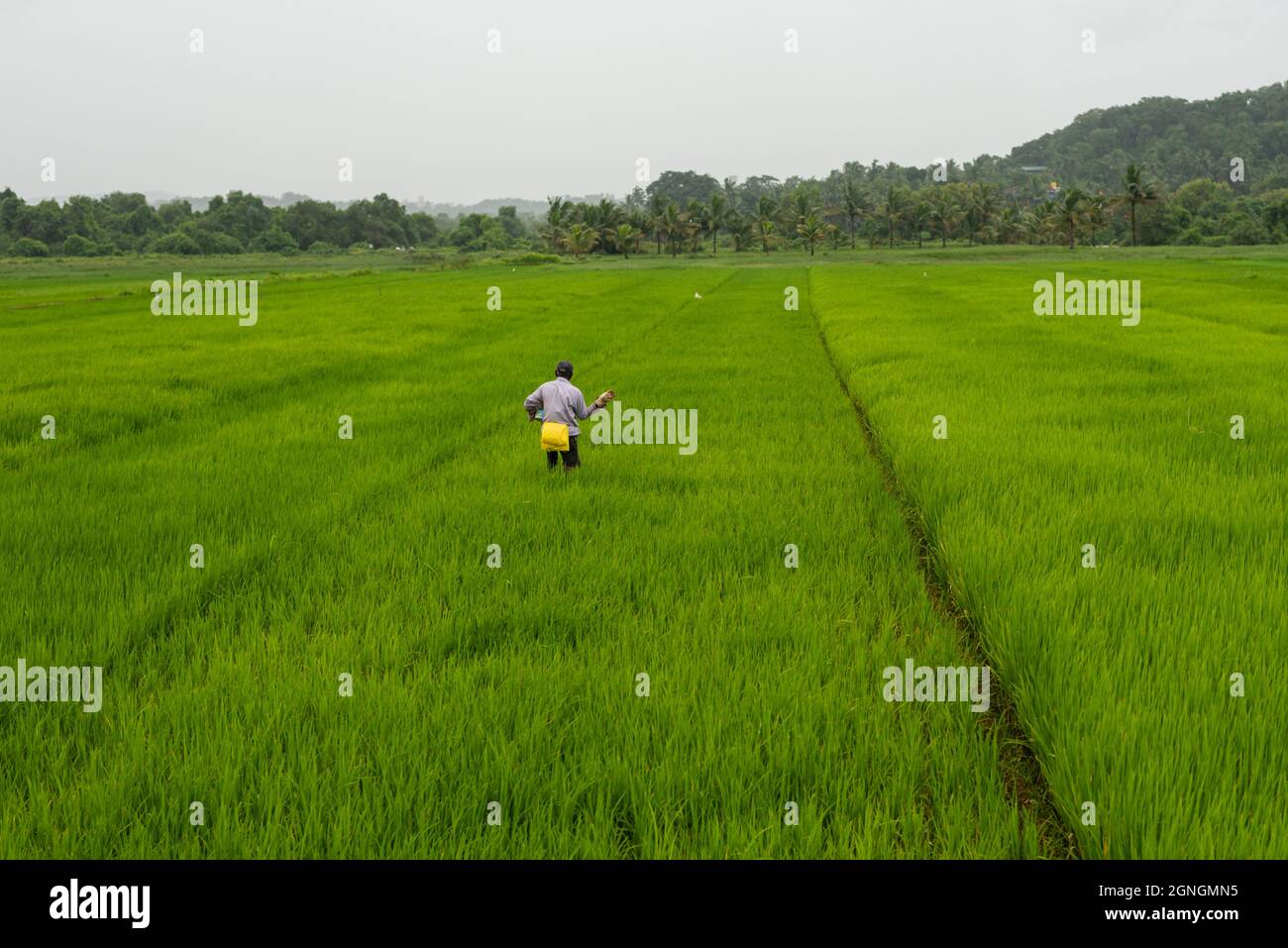 Mapusa Goa India- August 21 2021: Local native farmers cultivating ...
