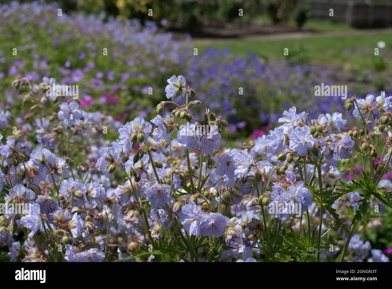 Hardy Geranium pratense 'Cloud Nine Stock Photo - Alamy