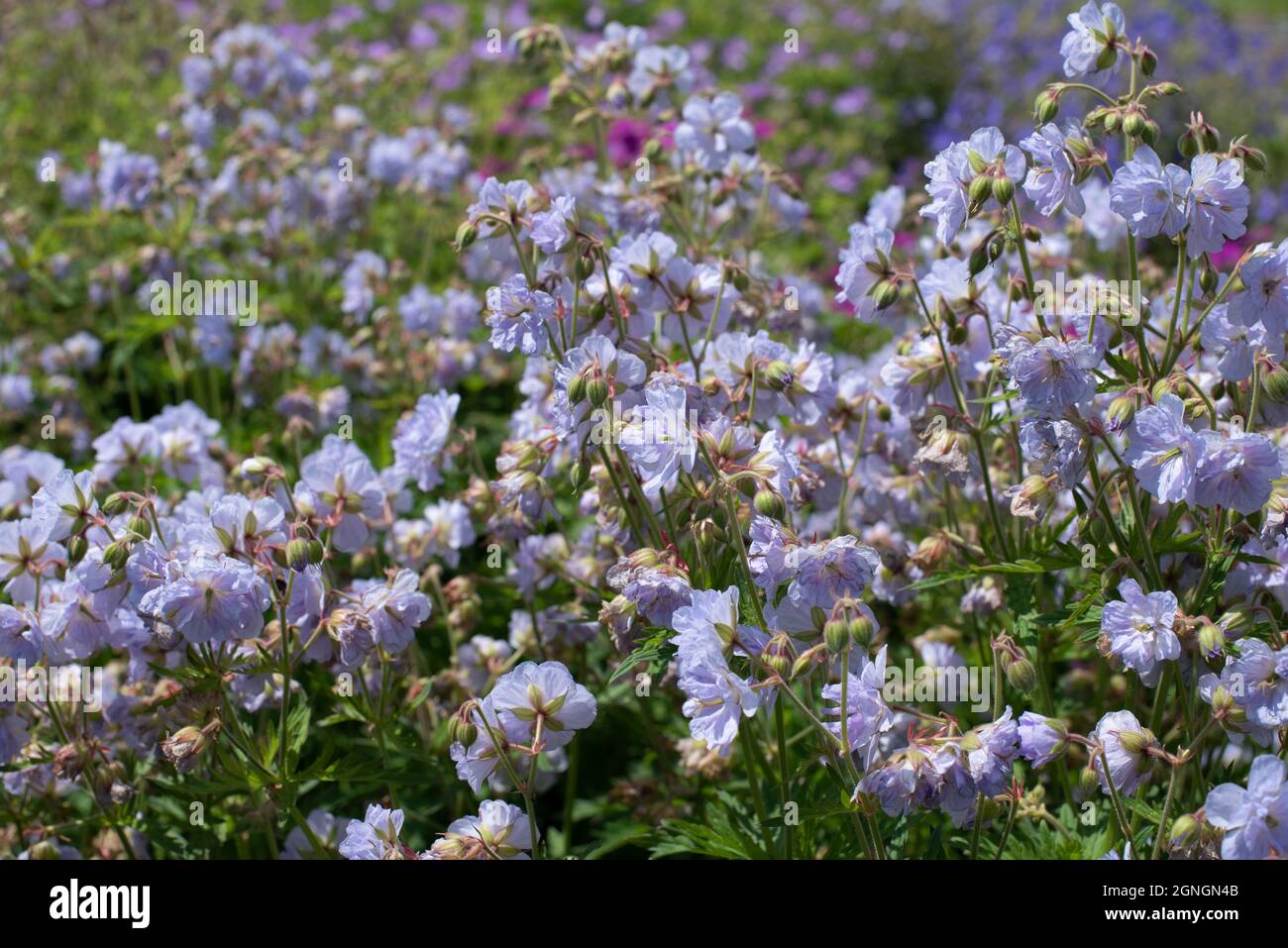 Geranium pratense bee hi-res stock photography and images - Alamy