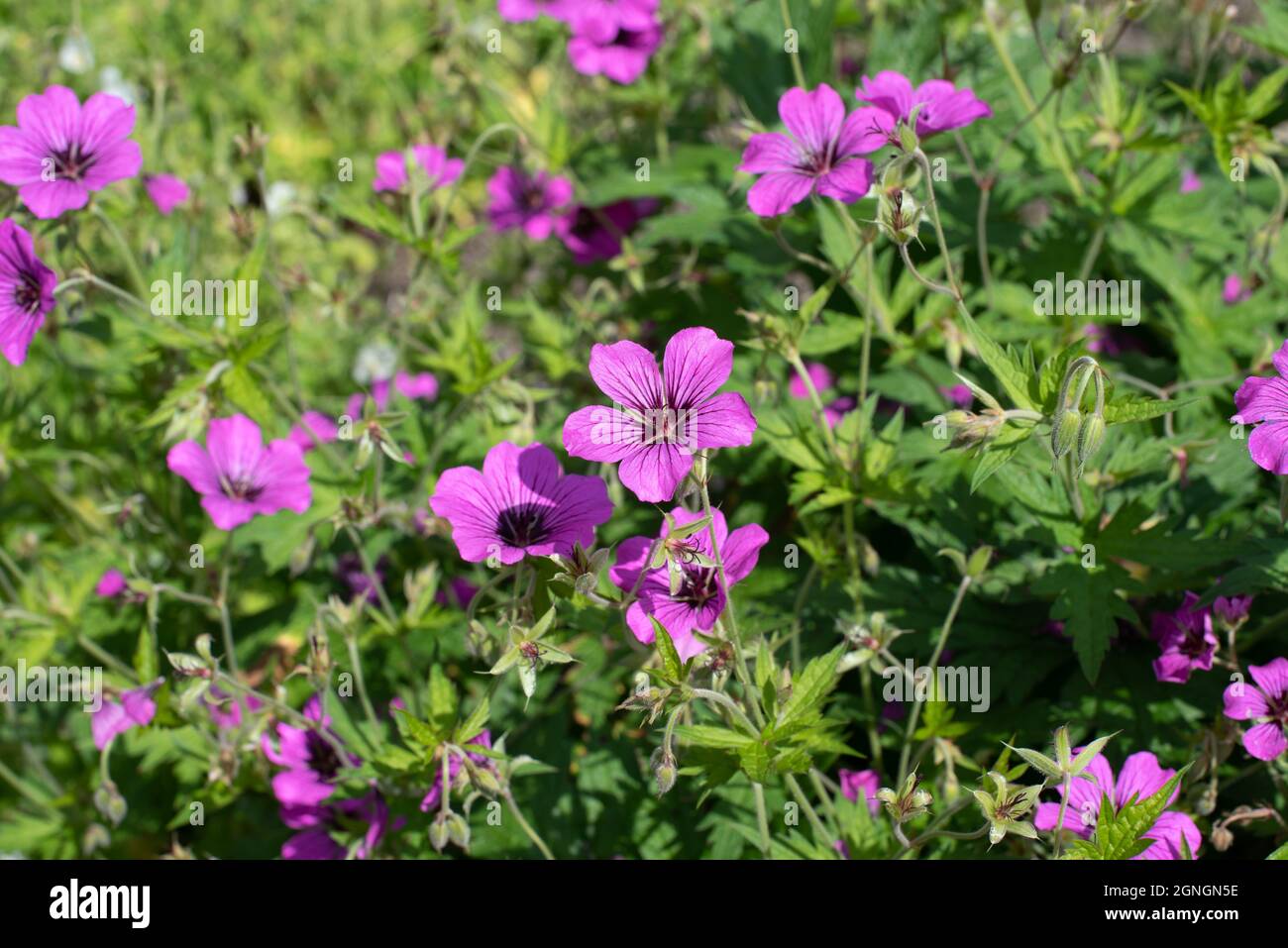 Dark pink hardy Geranium "Patricia' Stock Photo - Alamy