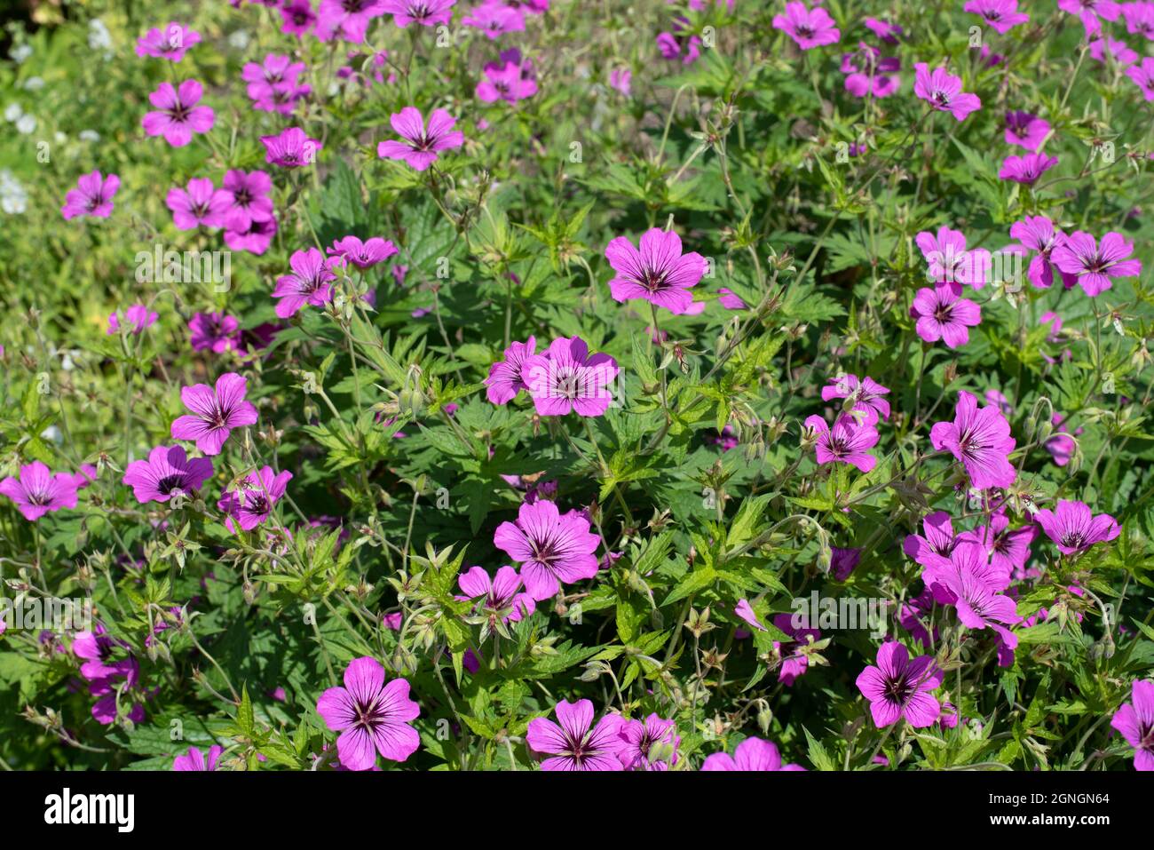 Dark leafy border hi-res stock photography and images - Alamy