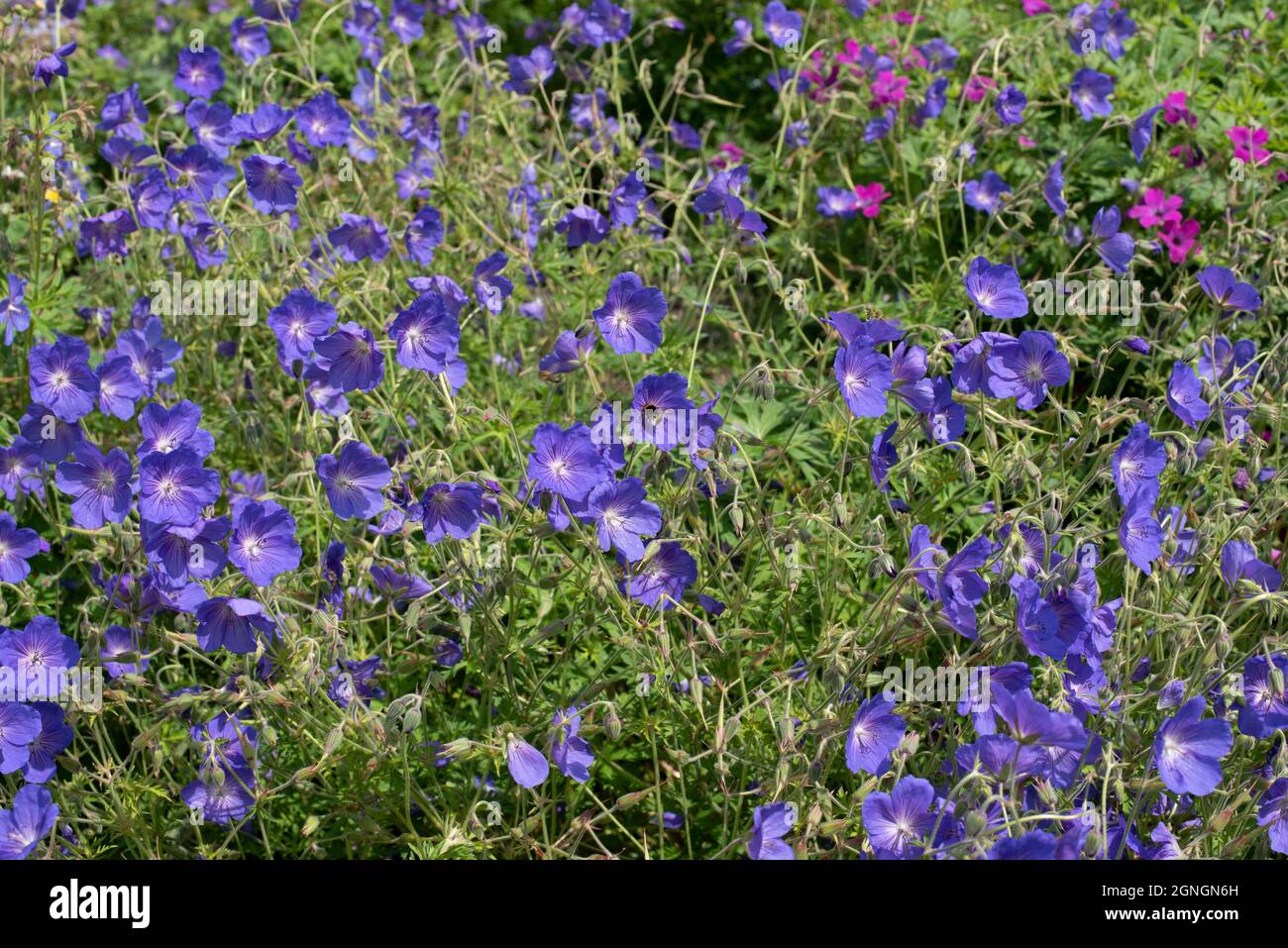 Geranium as groundcover hi-res stock photography and images - Alamy