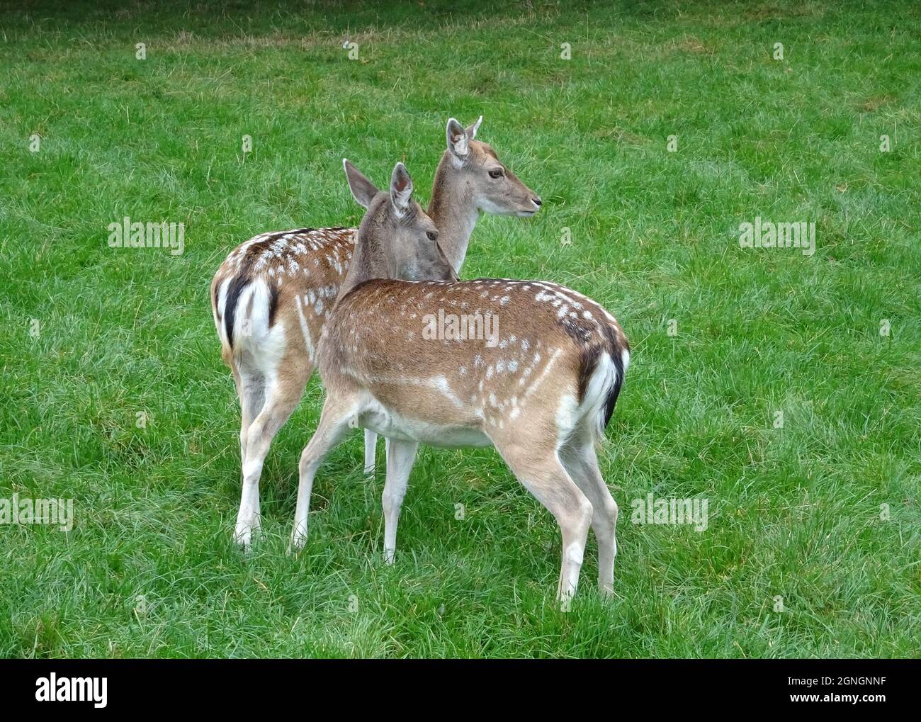 Grouping animals hi-res stock photography and images - Alamy