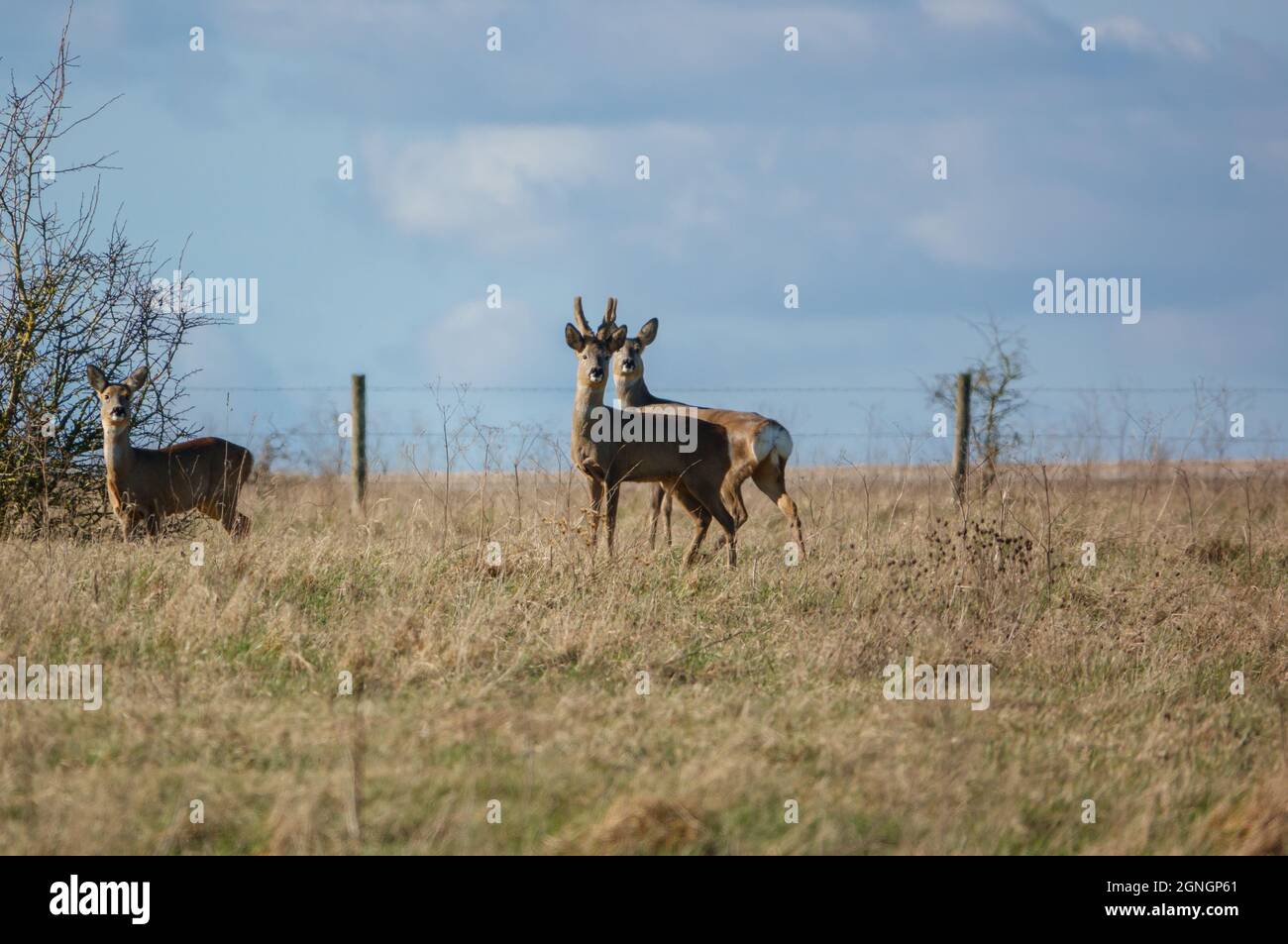 close up of three wild roe deer on Salisbury Plain chalklands Wiltshire ...