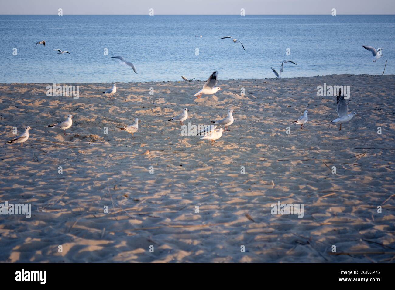 A series of shots of seagulls on the Black Sea coast during sunset ...