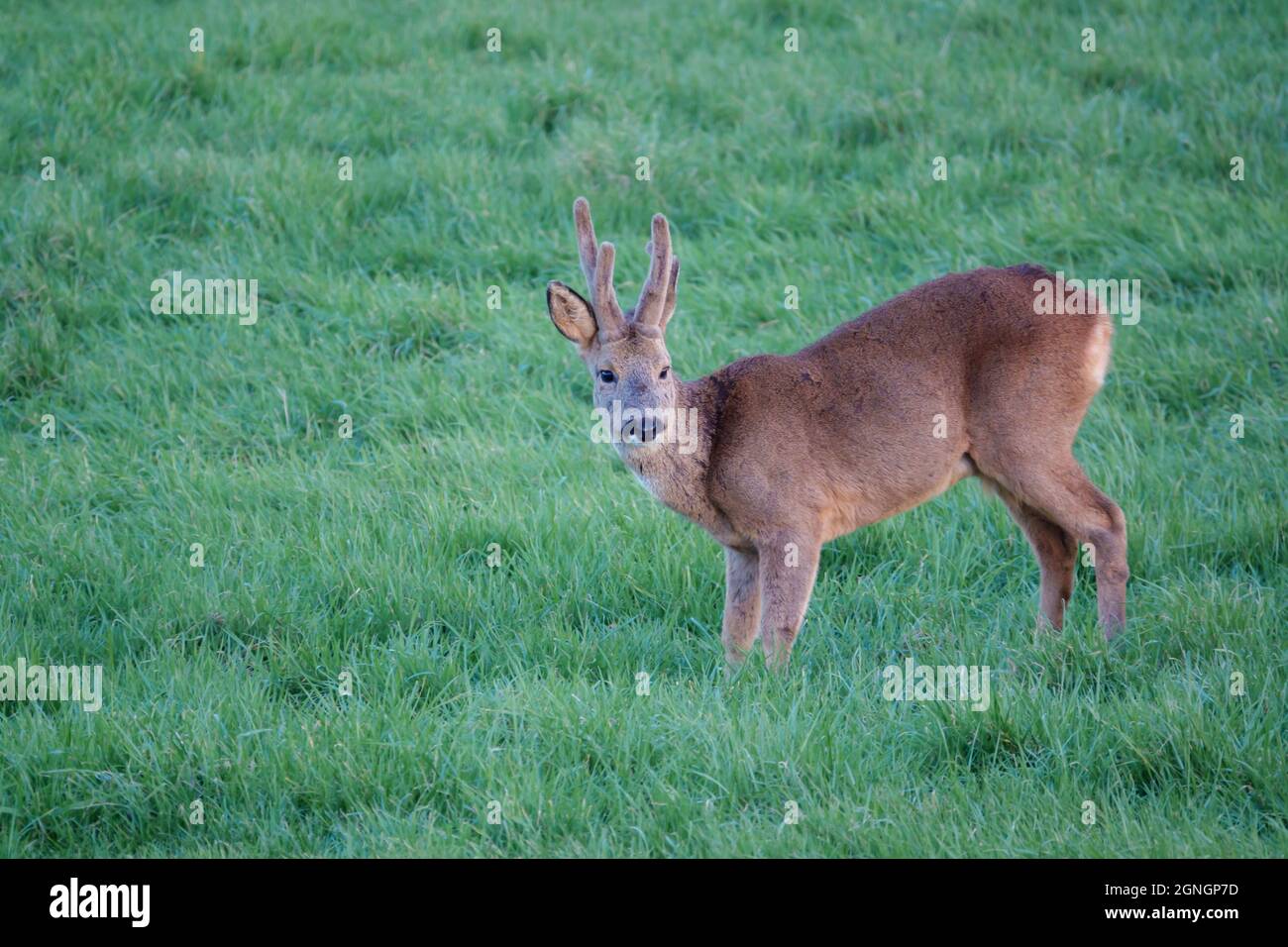 close up of a wild roe deer on Salisbury Plain chalklands Wiltshire UK ...