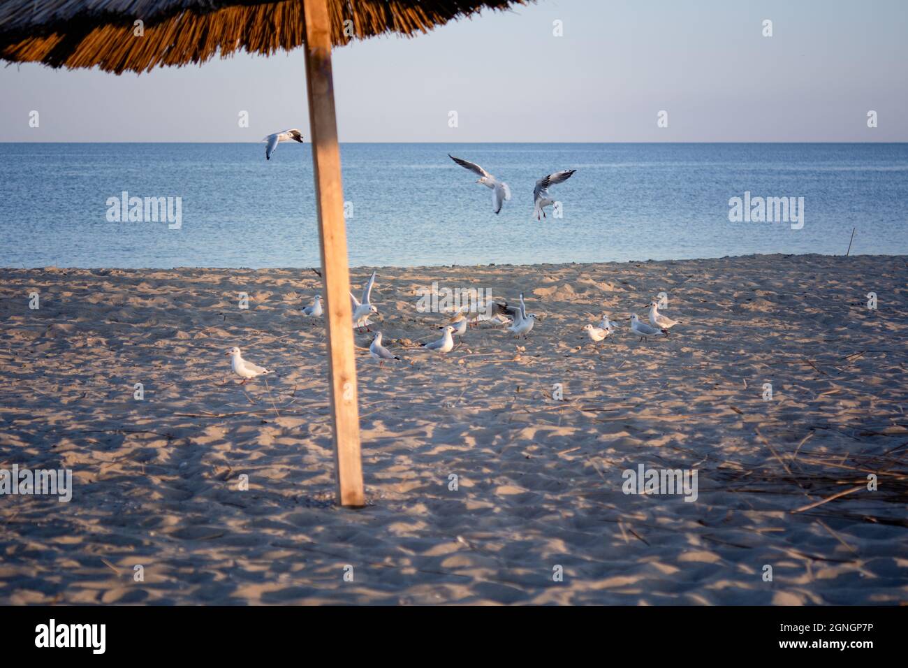 A series of shots of seagulls on the Black Sea coast during sunset ...