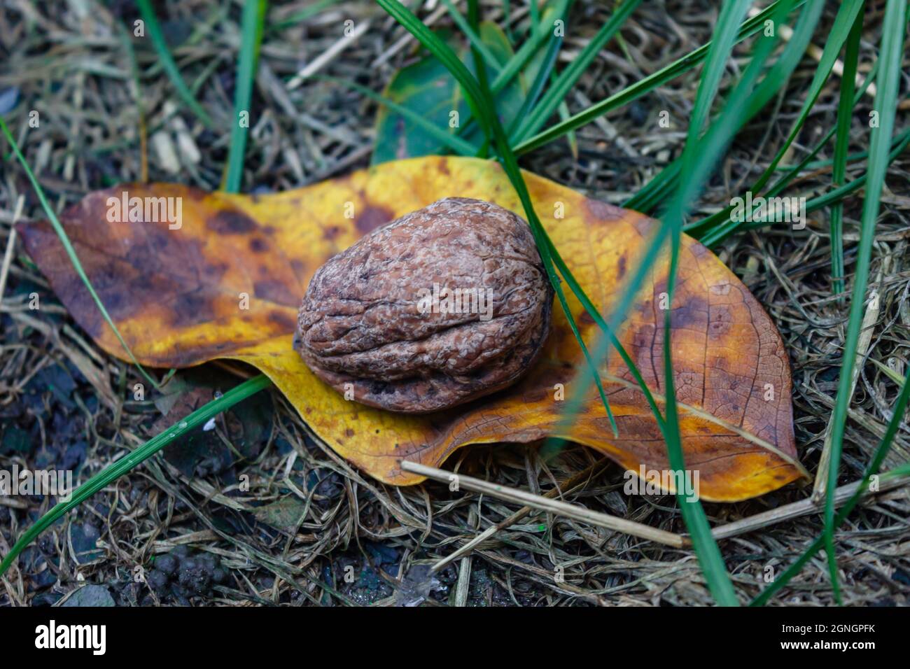 Walnut spots hi-res stock photography and images - Alamy