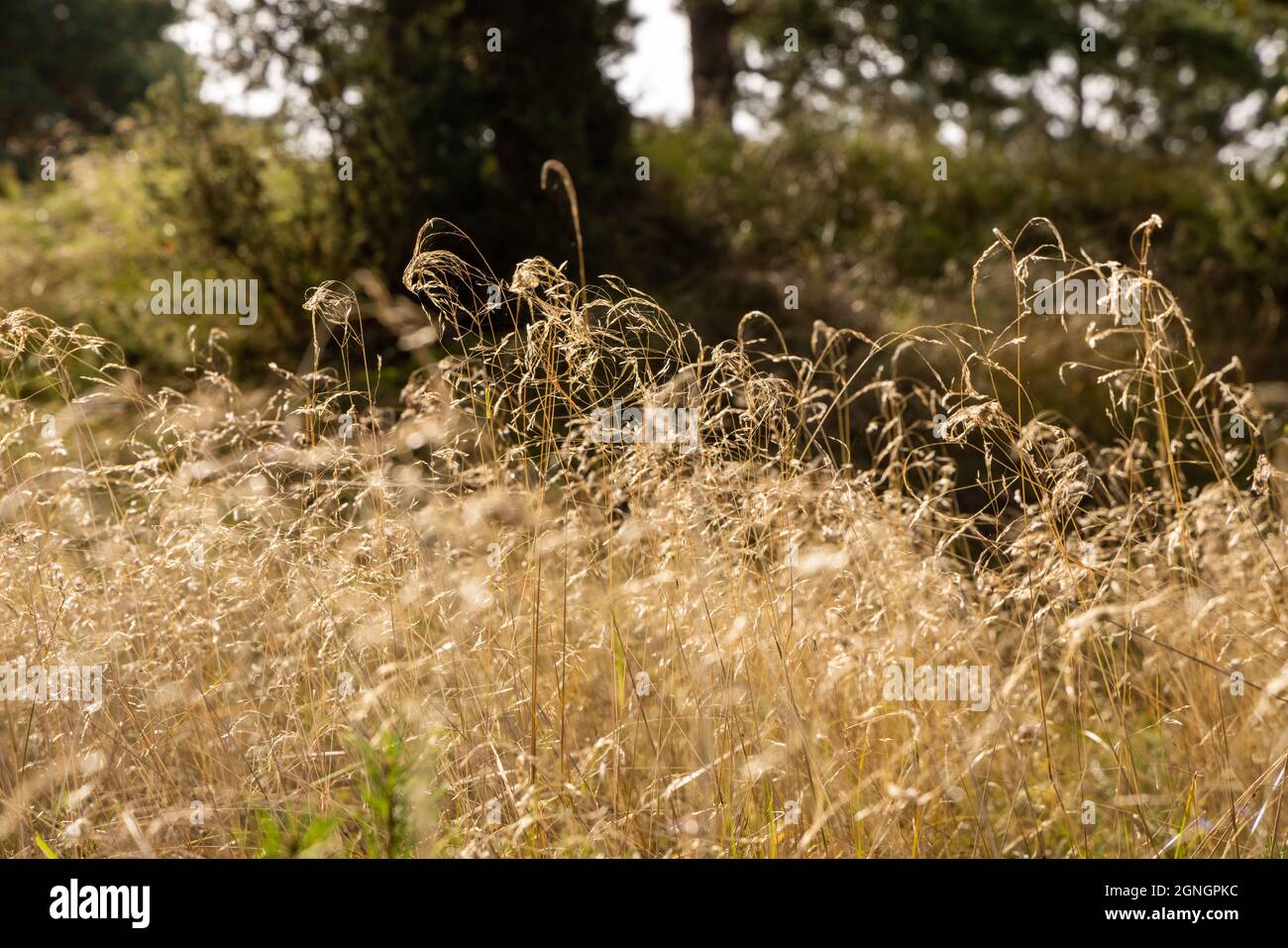 Beautiful soft focused dry grasses and plants on a sunny day Stock ...