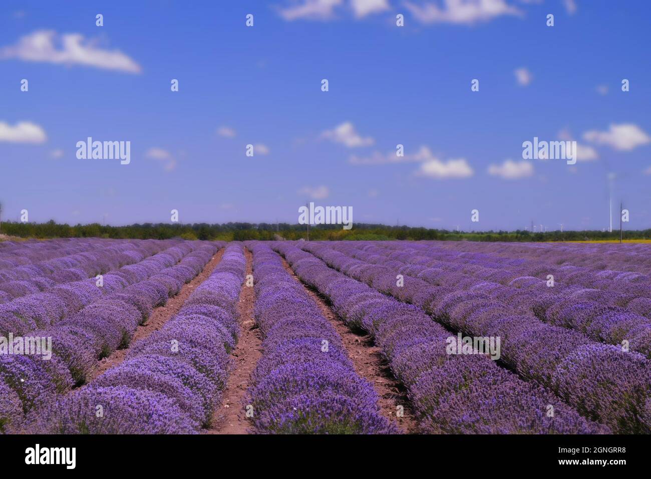 Lavender bulgaria hi-res stock photography and images - Alamy