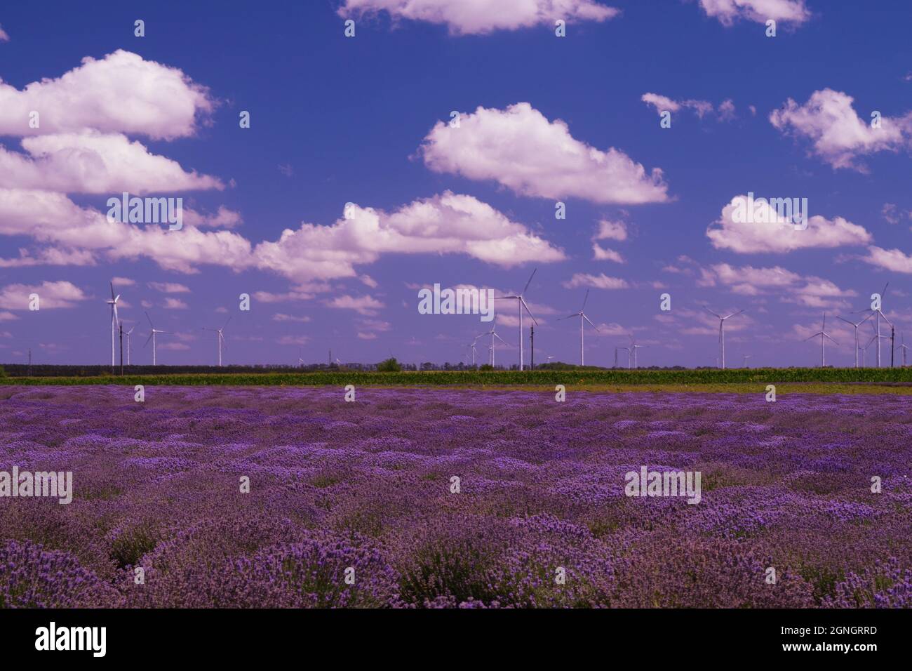 Lavender Bulgaria High Resolution Stock Photography and Images - Alamy