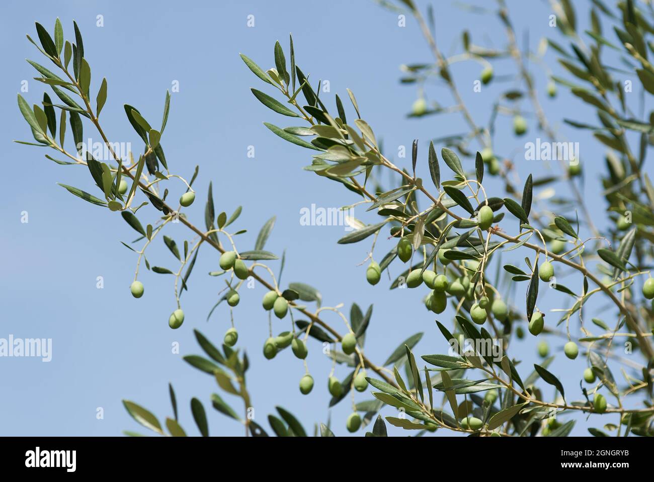 Olive tree branches hi-res stock photography and images - Alamy