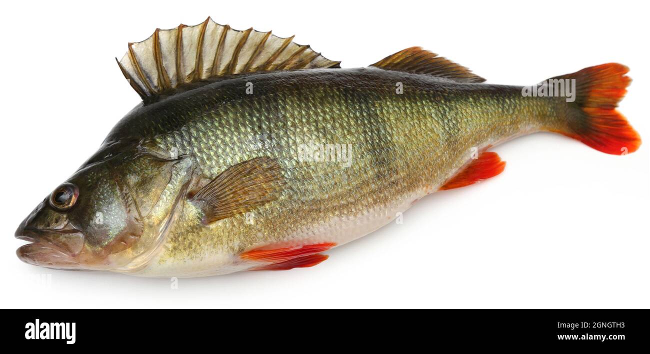 European Giant Perch over white background Stock Photo - Alamy