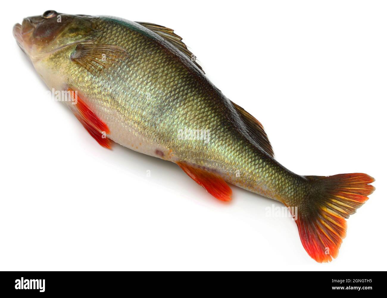 European Giant Perch over white background Stock Photo - Alamy