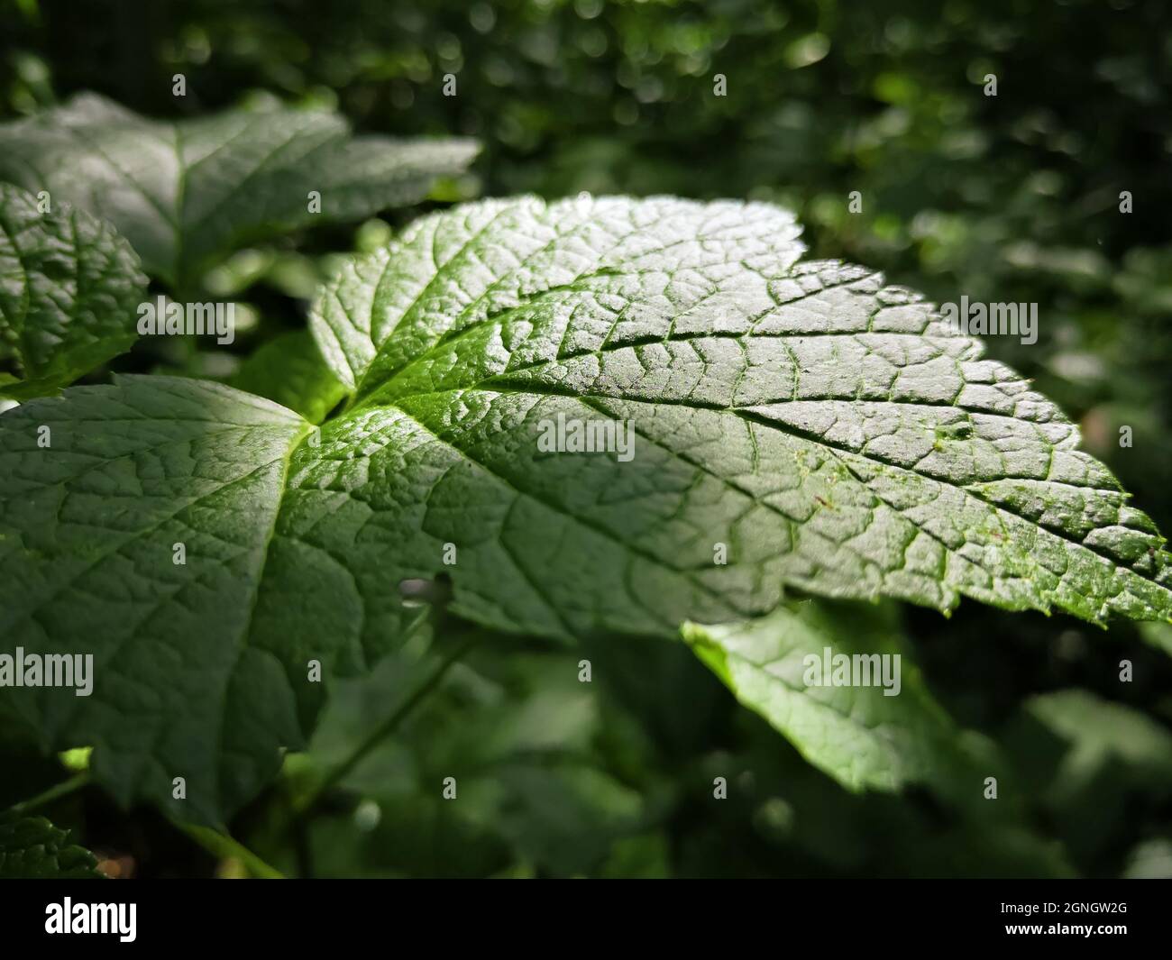 Real leaf detail vein hi-res stock photography and images - Alamy