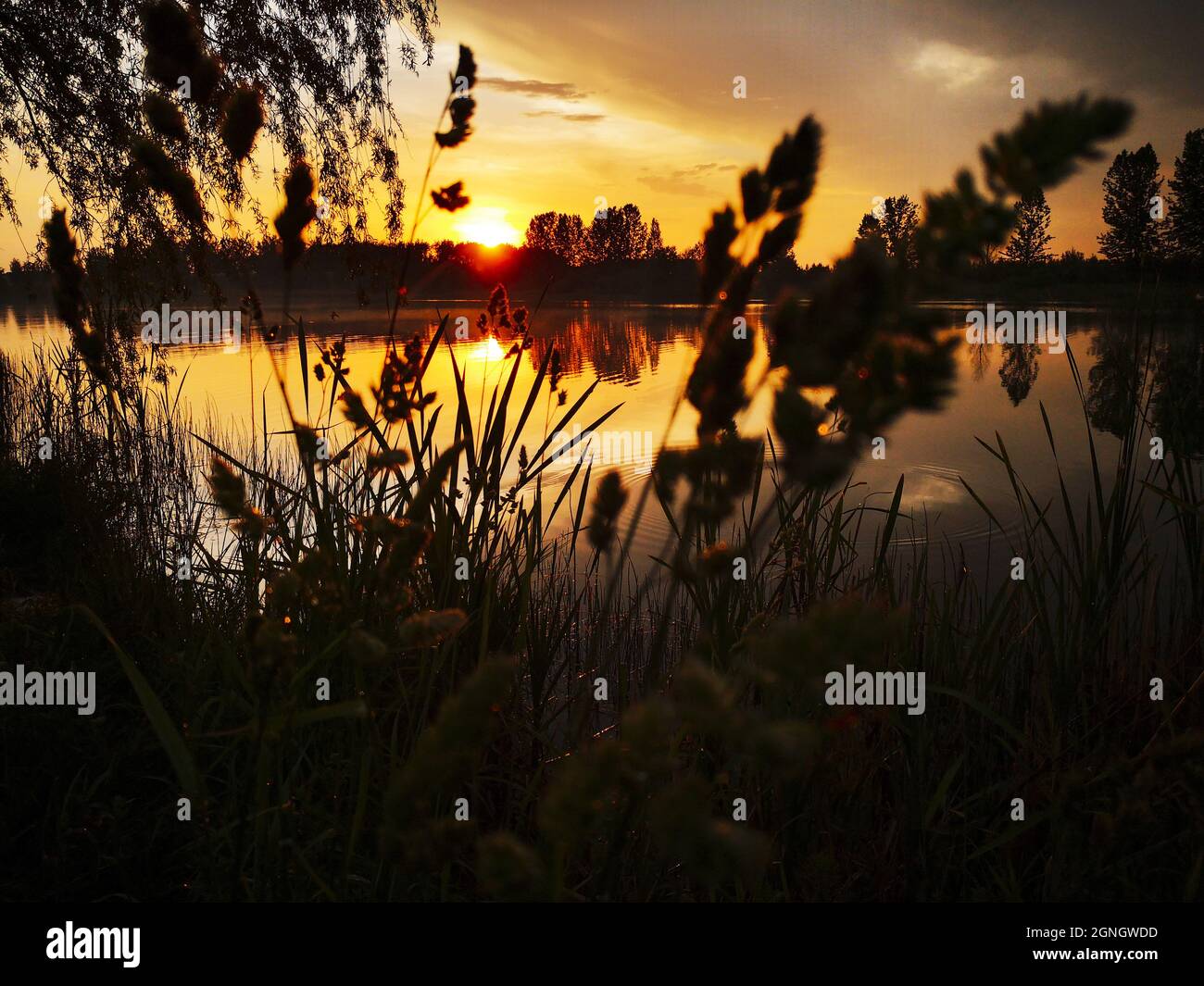 Delicate, creamy, orange sunset over the lake due to tall grass Stock ...