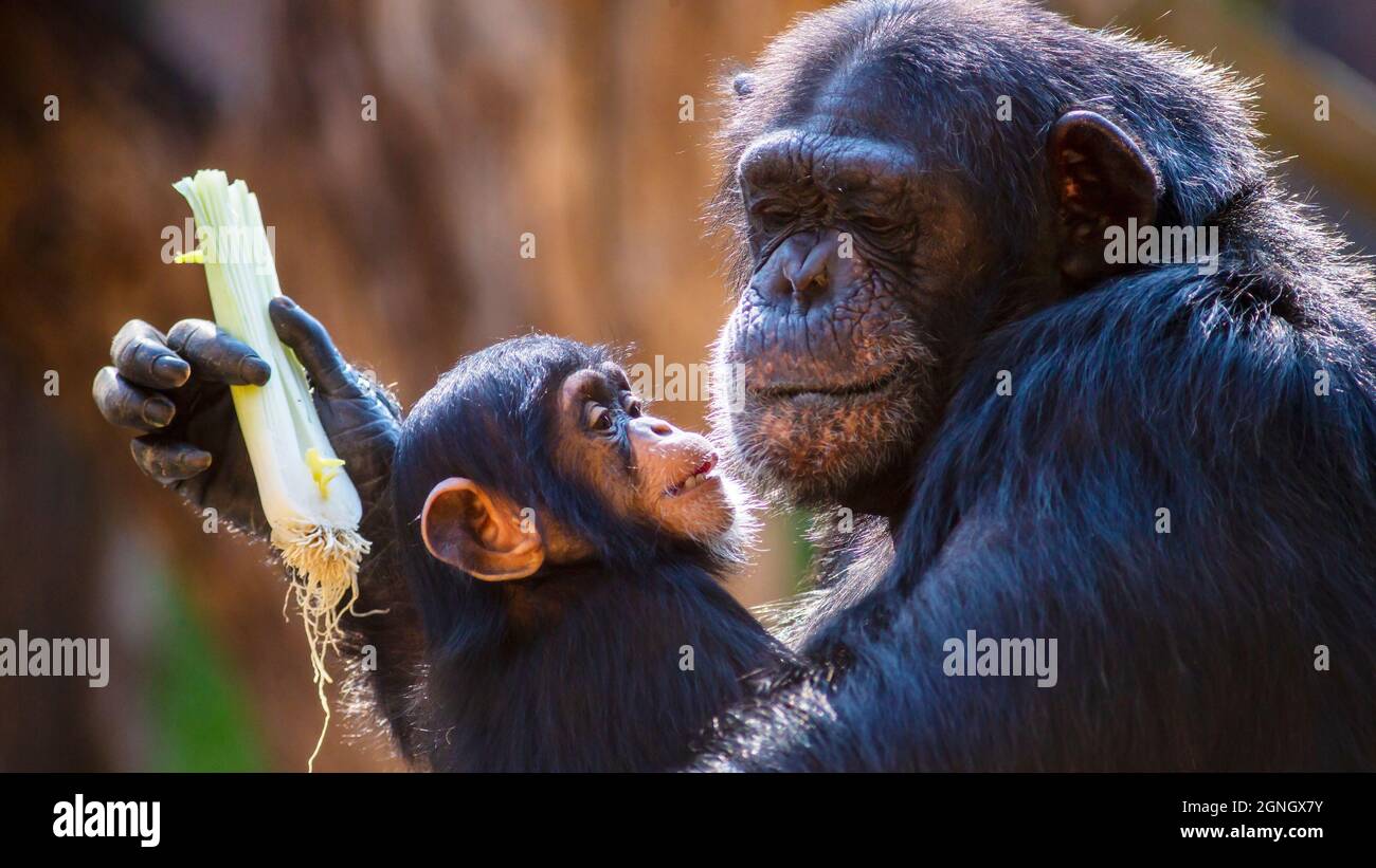 Portrait of a cute baby chimpanzee and her mother showing affection for ...