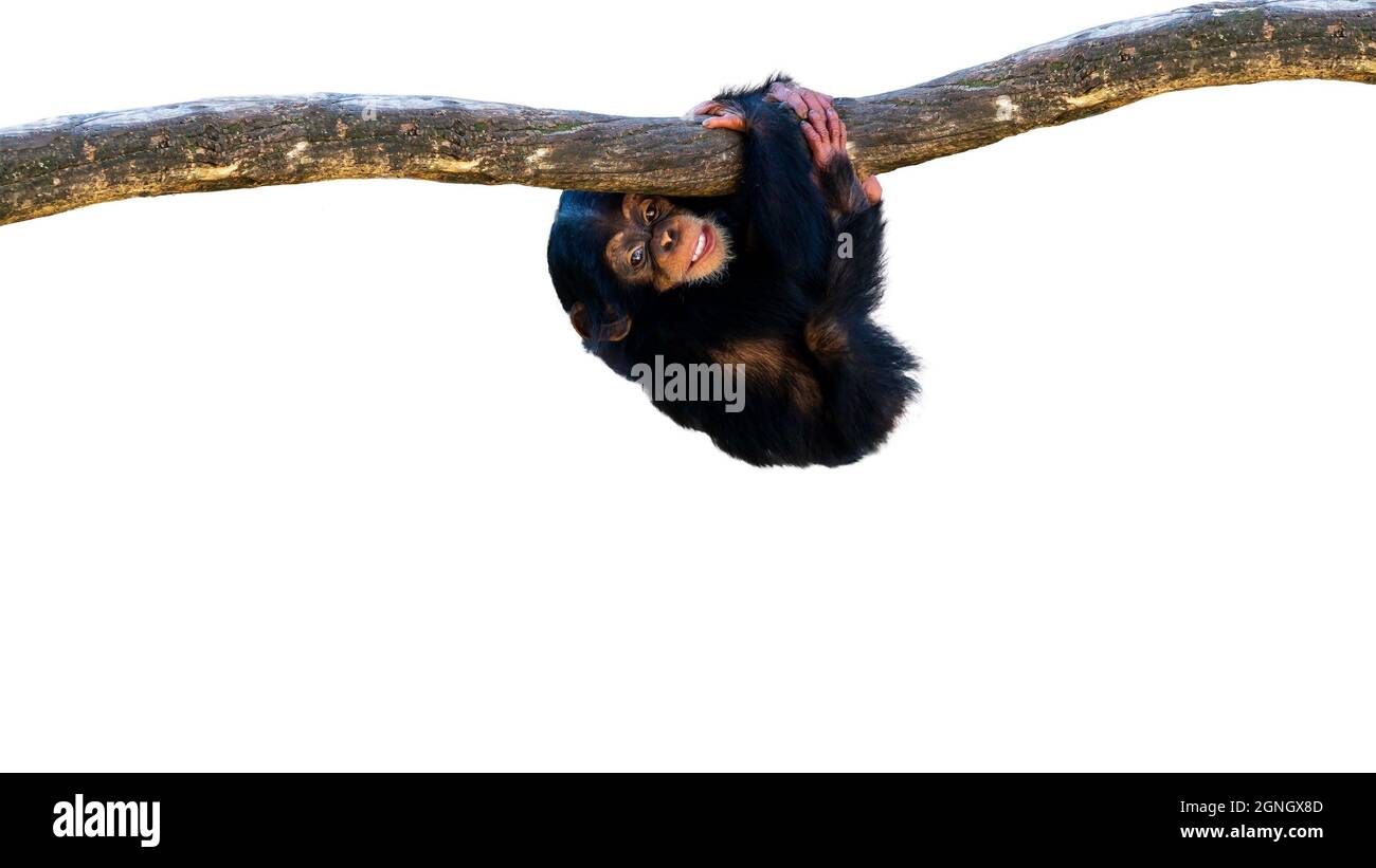 Child bonobo hi-res stock photography and images - Alamy