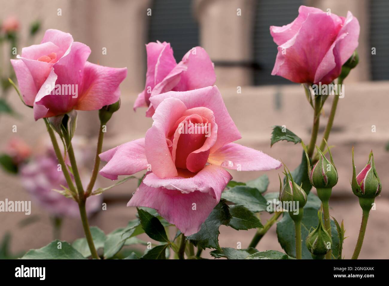 Dark Coral Colored Flowers