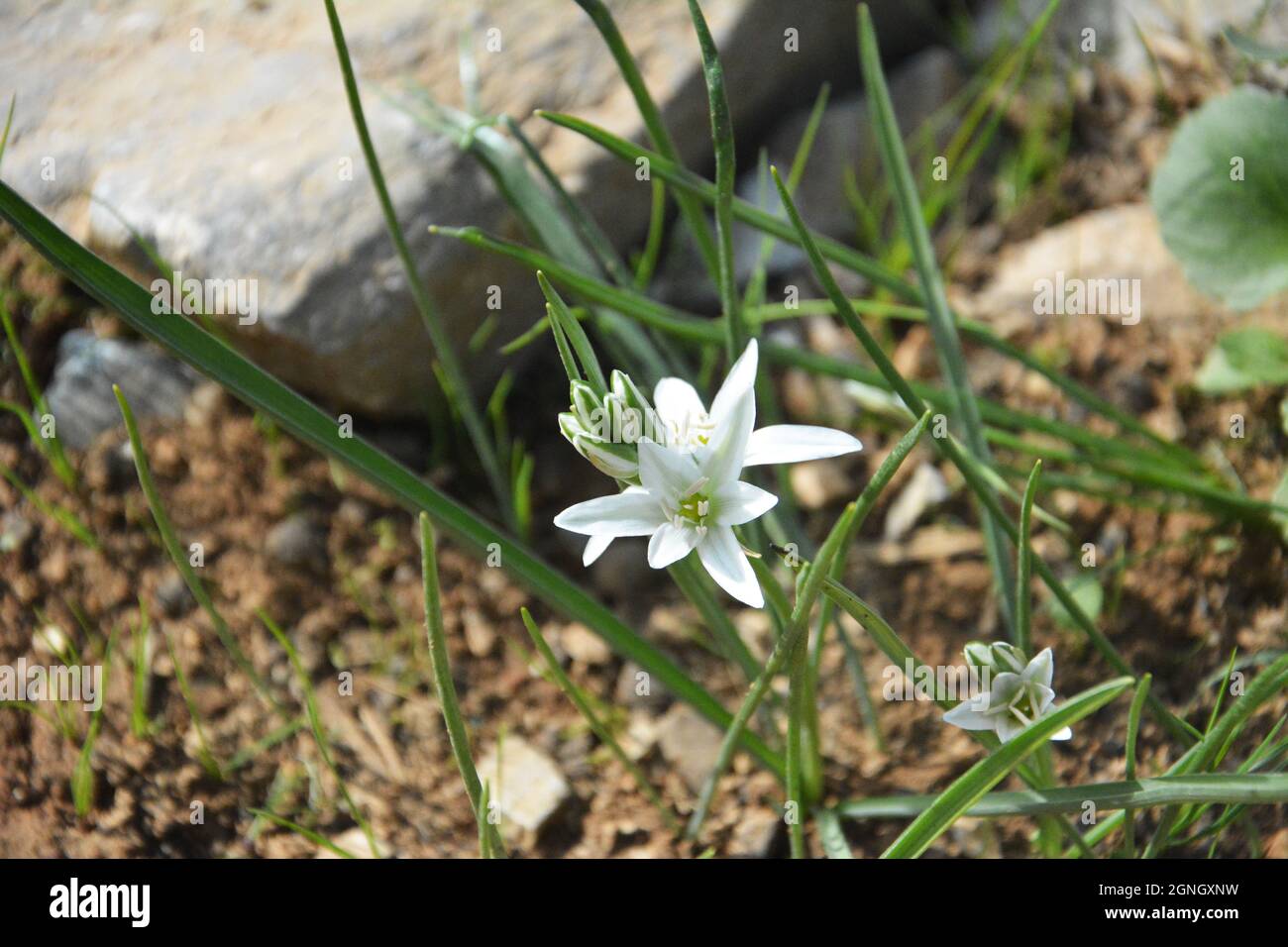 Ornithogalum umbellatum, the garden star-of-Bethlehem, grass lily or ...