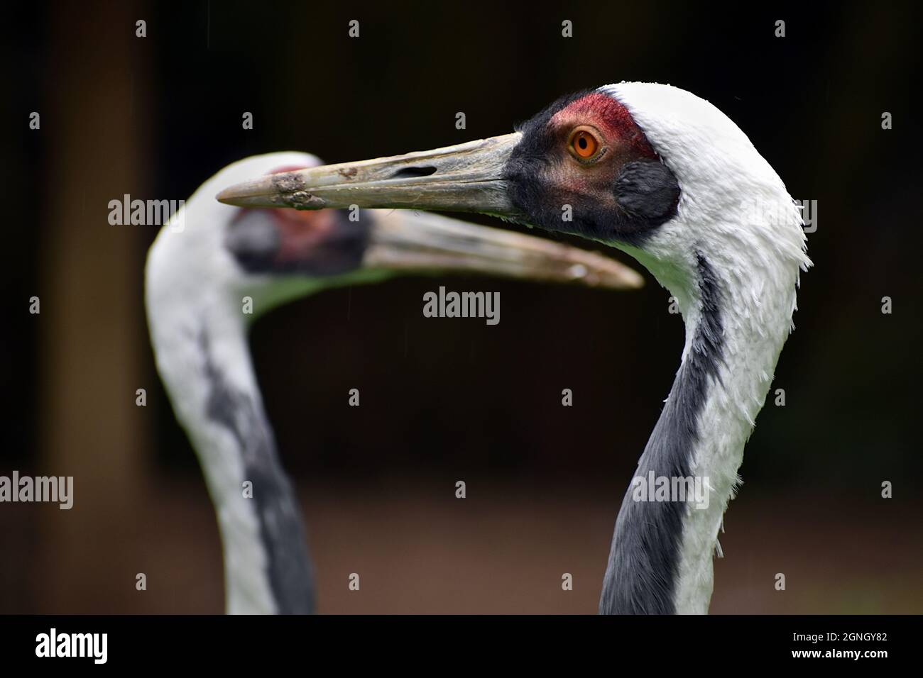 Profile view of two majestic White-Naped cranes, Bojnice zoo, Slovakia ...
