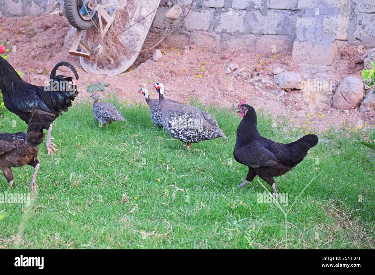 Chickens and small turkeys in the backyard Stock Photo - Alamy