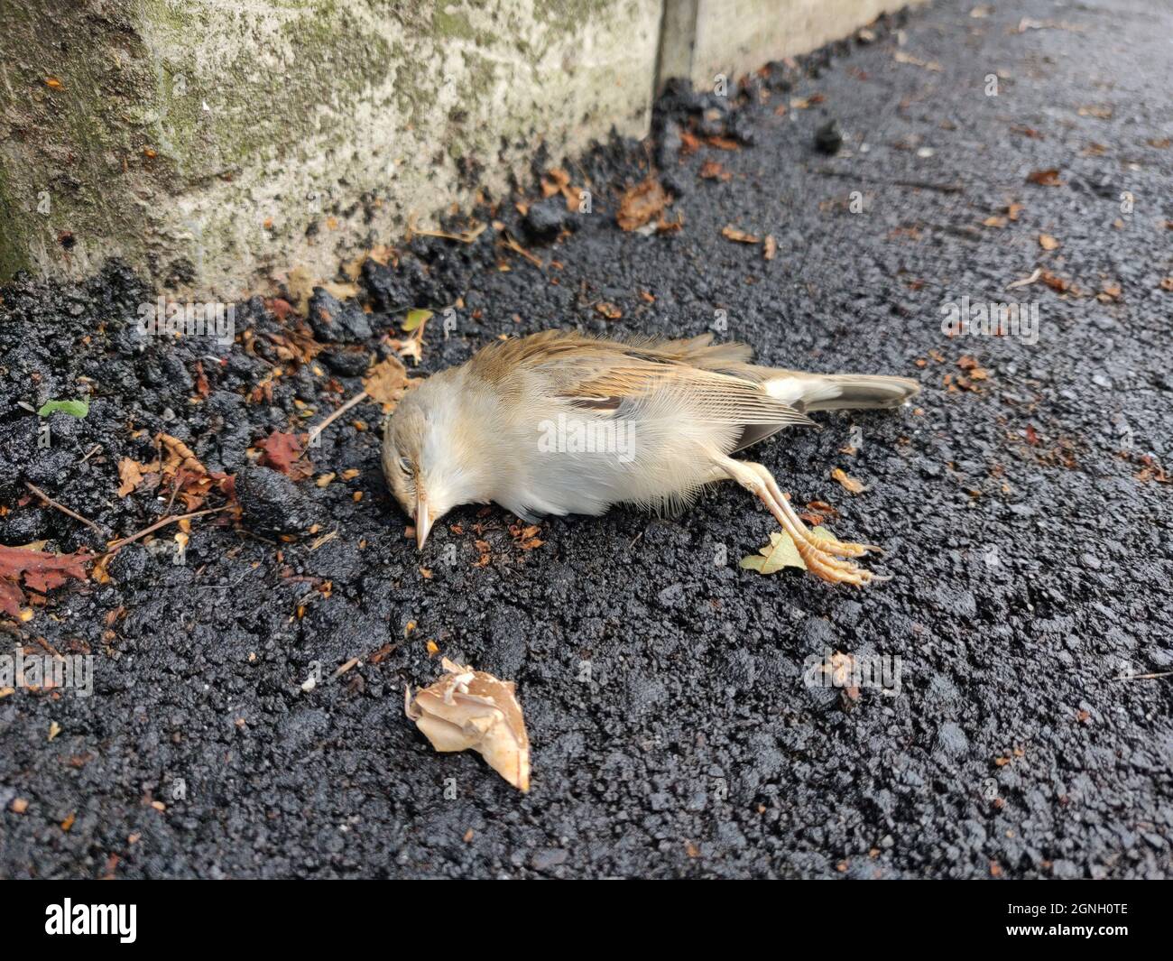 Dead dove hi-res stock photography and images - Alamy