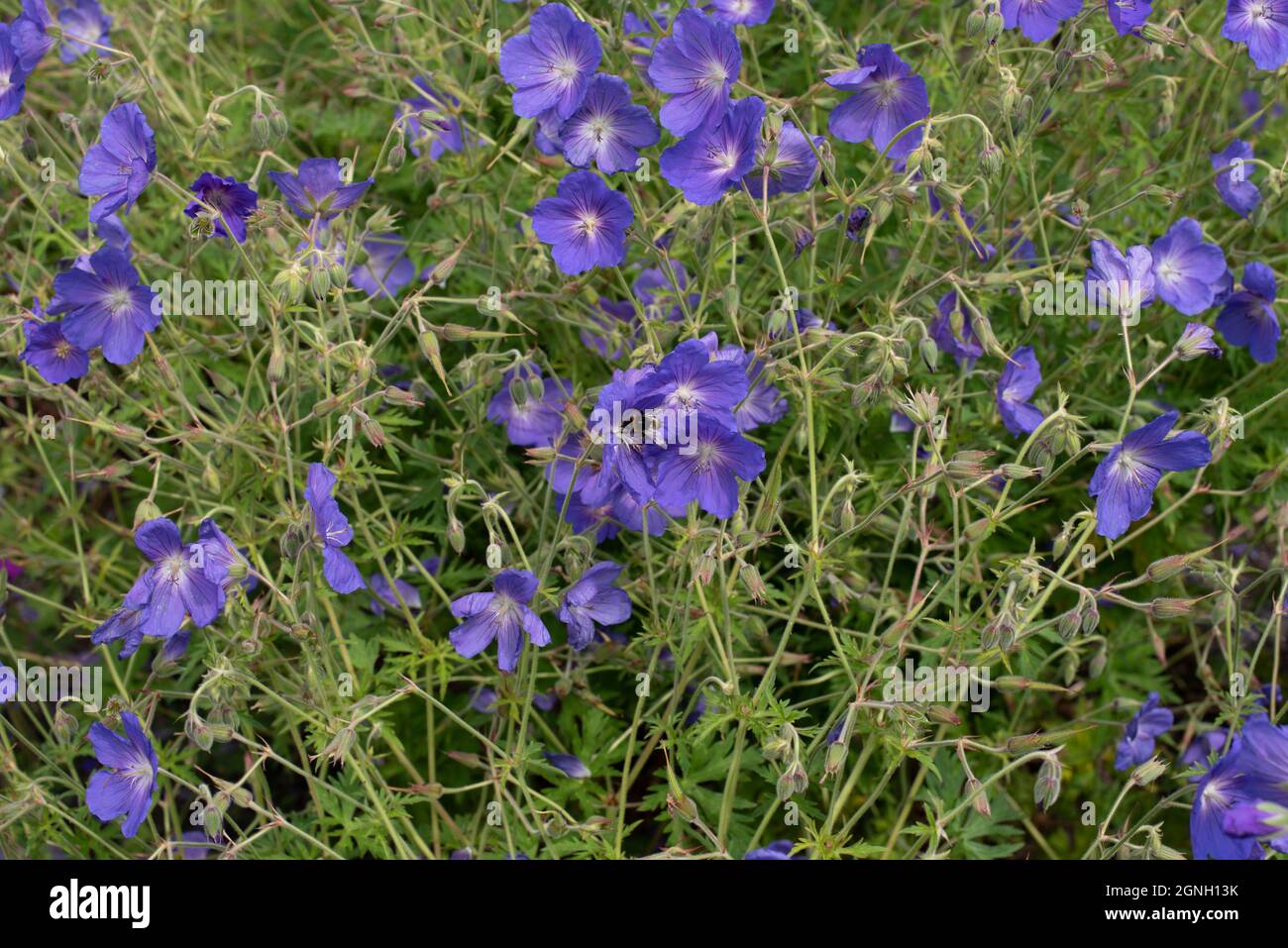 Perennial Geranium 'Orion Stock Photo - Alamy