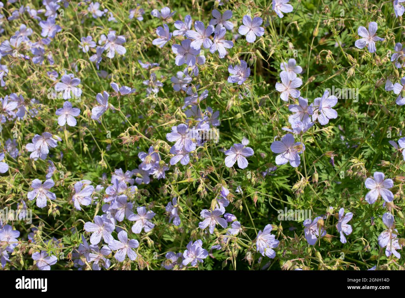 Hardy Geranium 'Blue Cloud' Stock Photo - Alamy