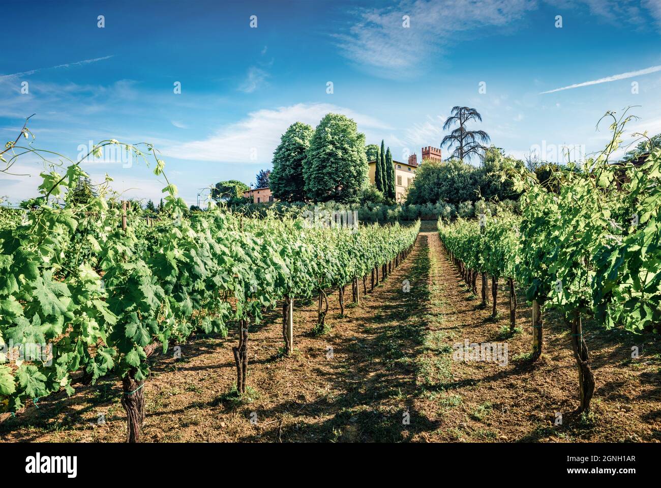 Nice morning scene in vineyard in Tuscany. Splendid spring view of the ...