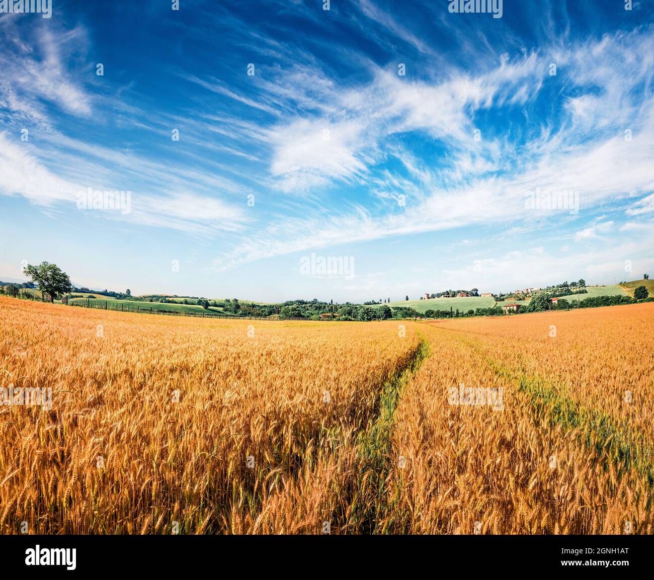 Picturesque Tuscan view with field of wheat, Italy, Europe. Colorful ...