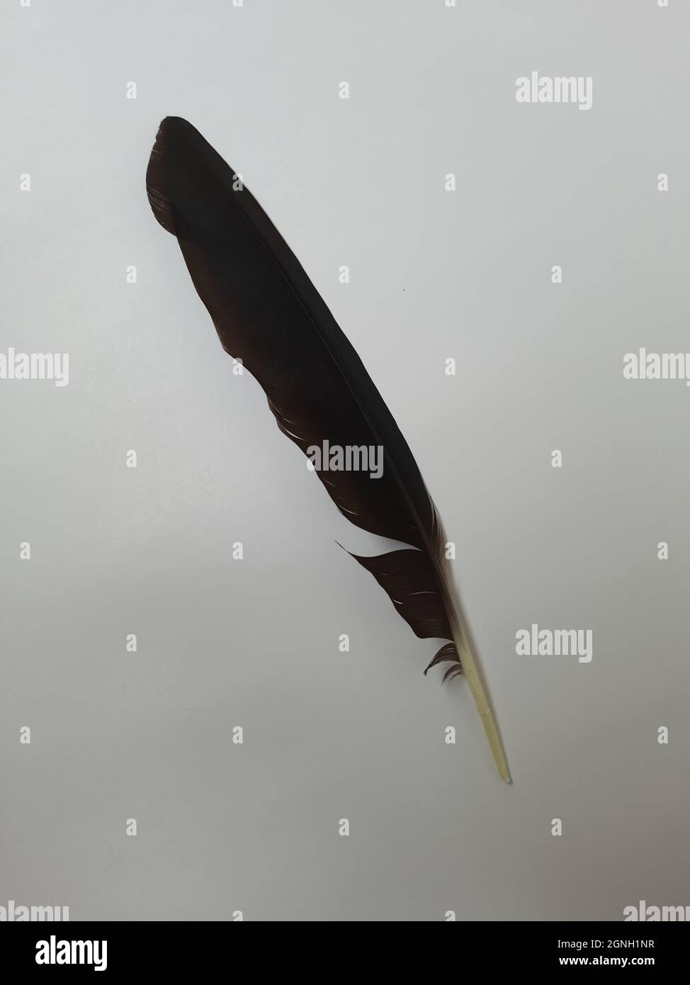 Top view of a single black Crow bird feather isolated on white ...
