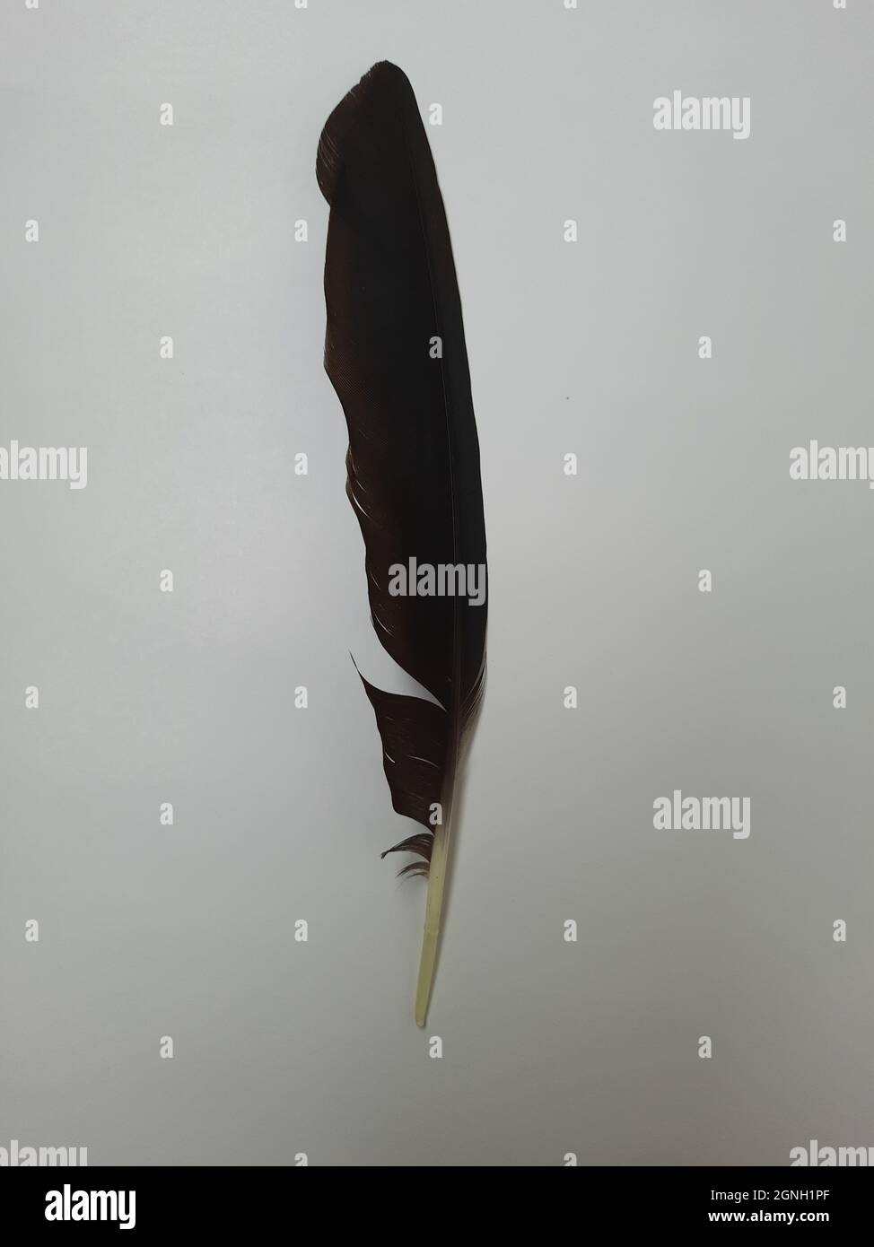 Top view of a single black Crow bird feather isolated on white ...