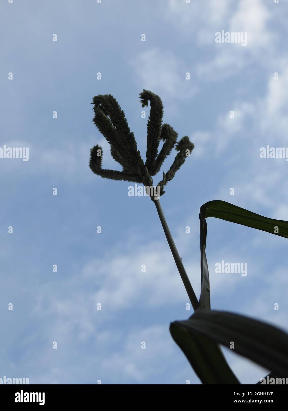 Young ragi hi-res stock photography and images - Alamy