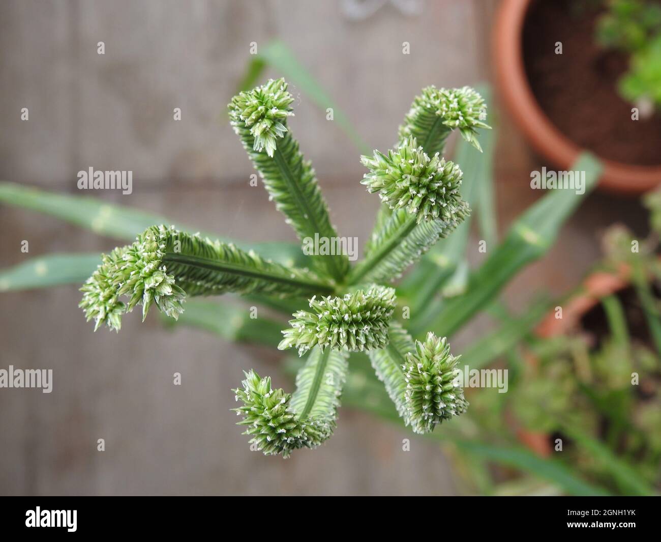 Close-up shot of a beautiful plant of young ragi or finger millet ...