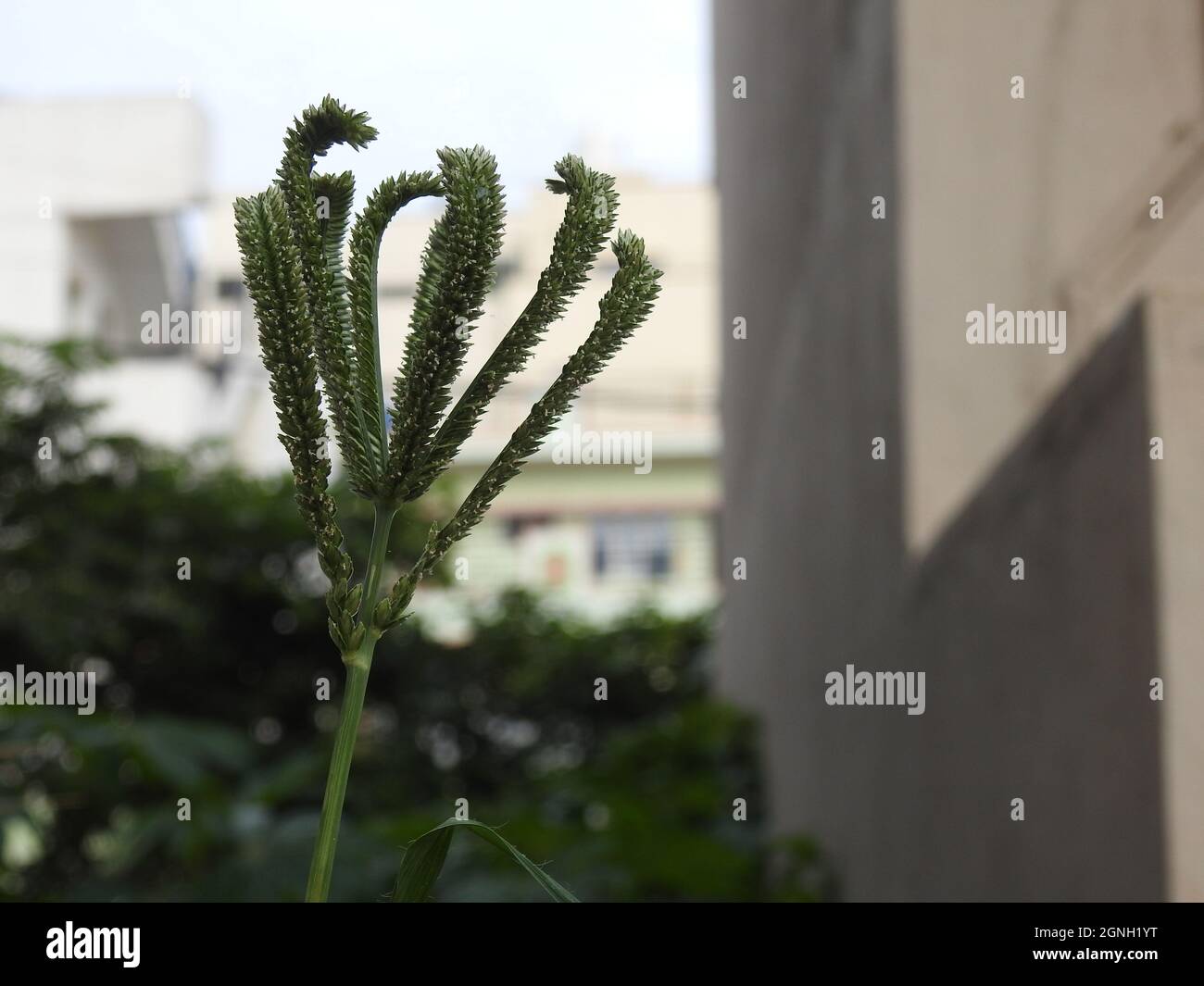 Young ragi hi-res stock photography and images - Alamy