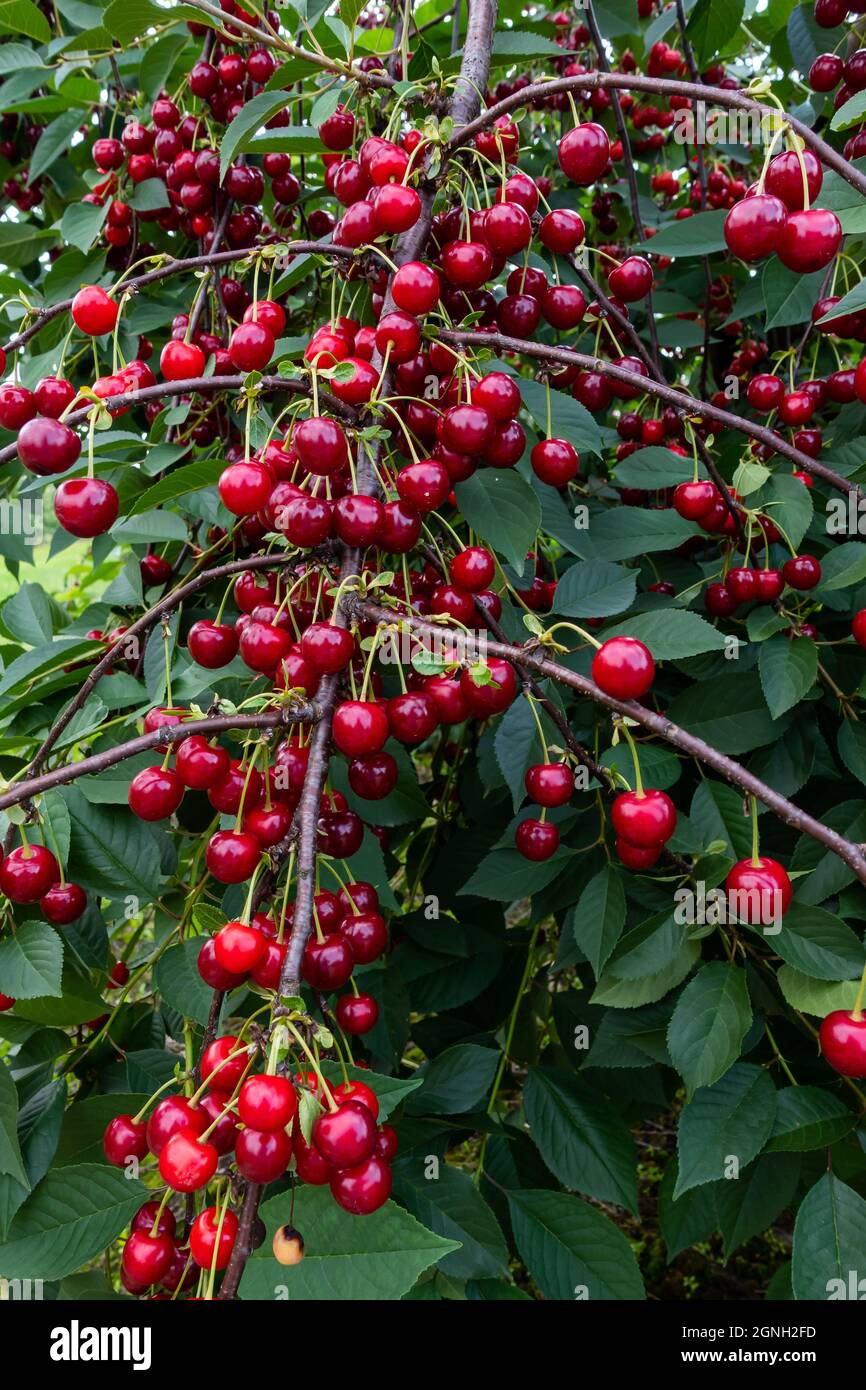 Cherry tree branches bending under the weight of the fruit. Made under ...