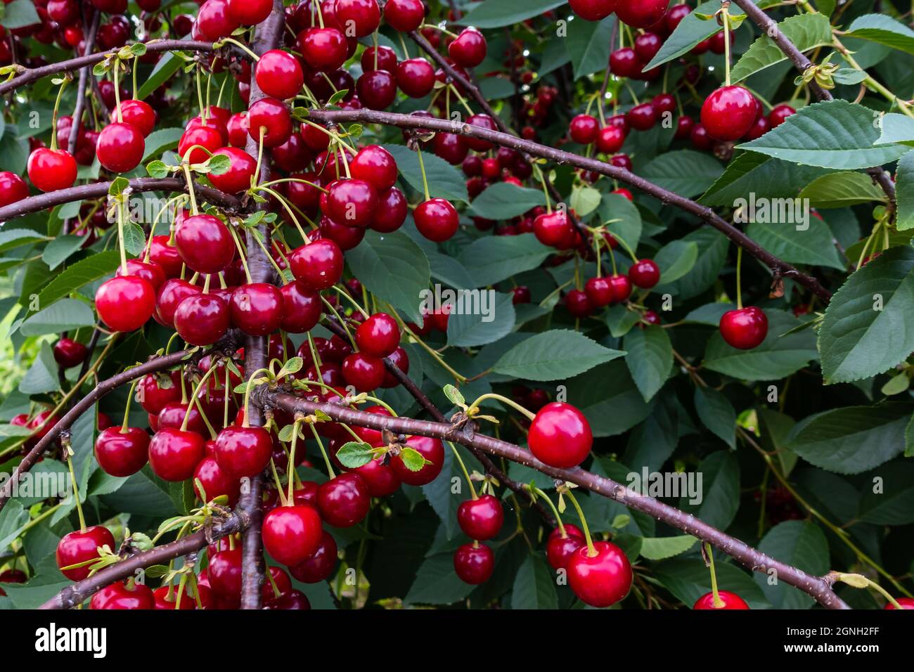 Cherry tree branches bending under the weight of the fruit. Made under ...