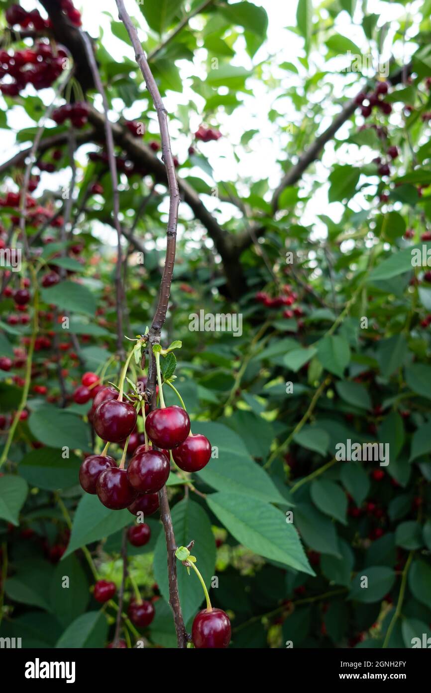 Cherry tree branches bending under the weight of the fruit. Made under ...