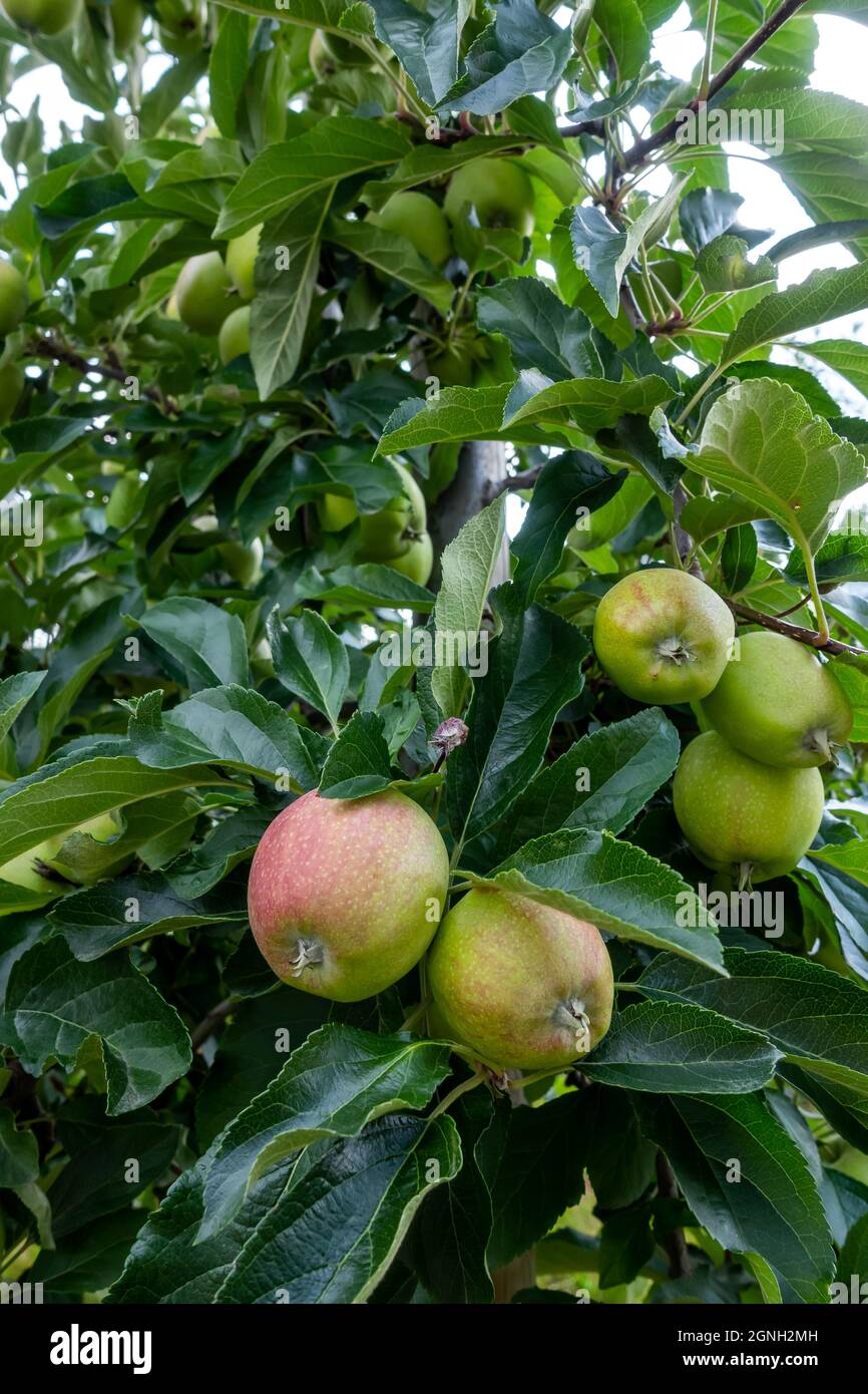 Green apples on the apple tree. The shot was taken in natural, soft ...