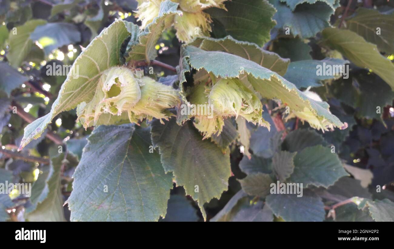 Hazelnut Farm High Resolution Stock Photography and Images - Alamy