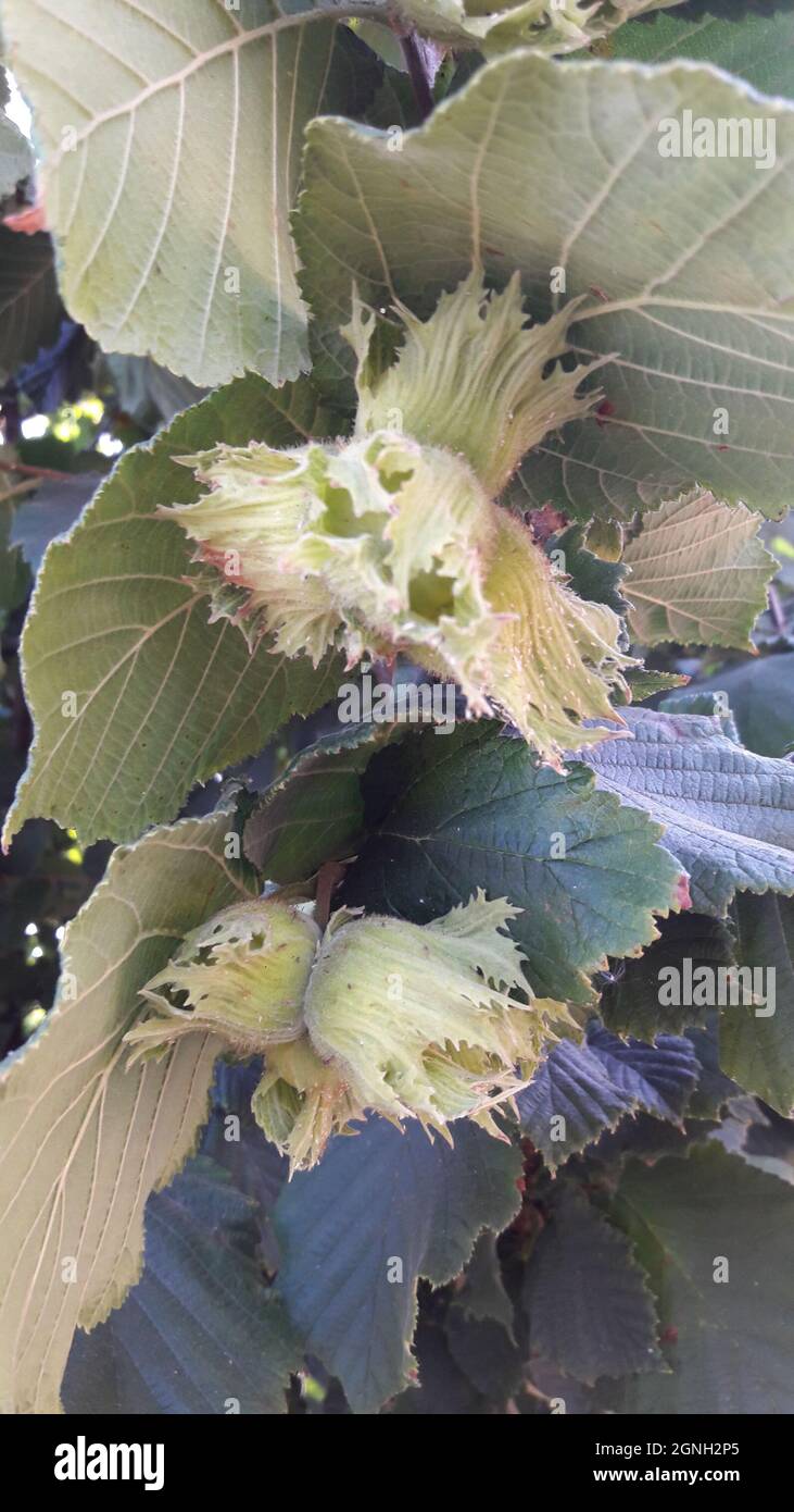 Hazelnut tree oregon hi-res stock photography and images - Alamy